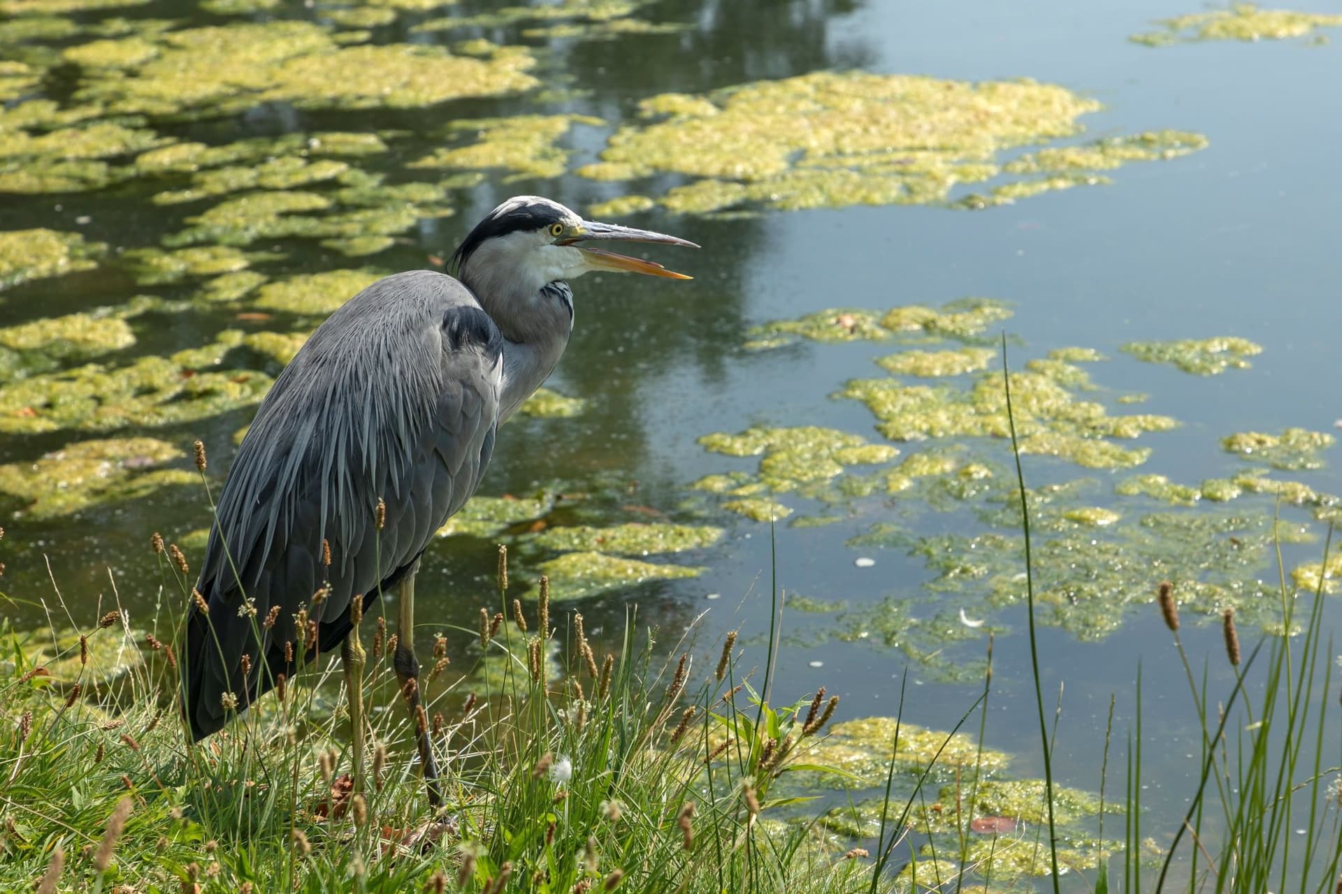Natuur: overzichtspagina