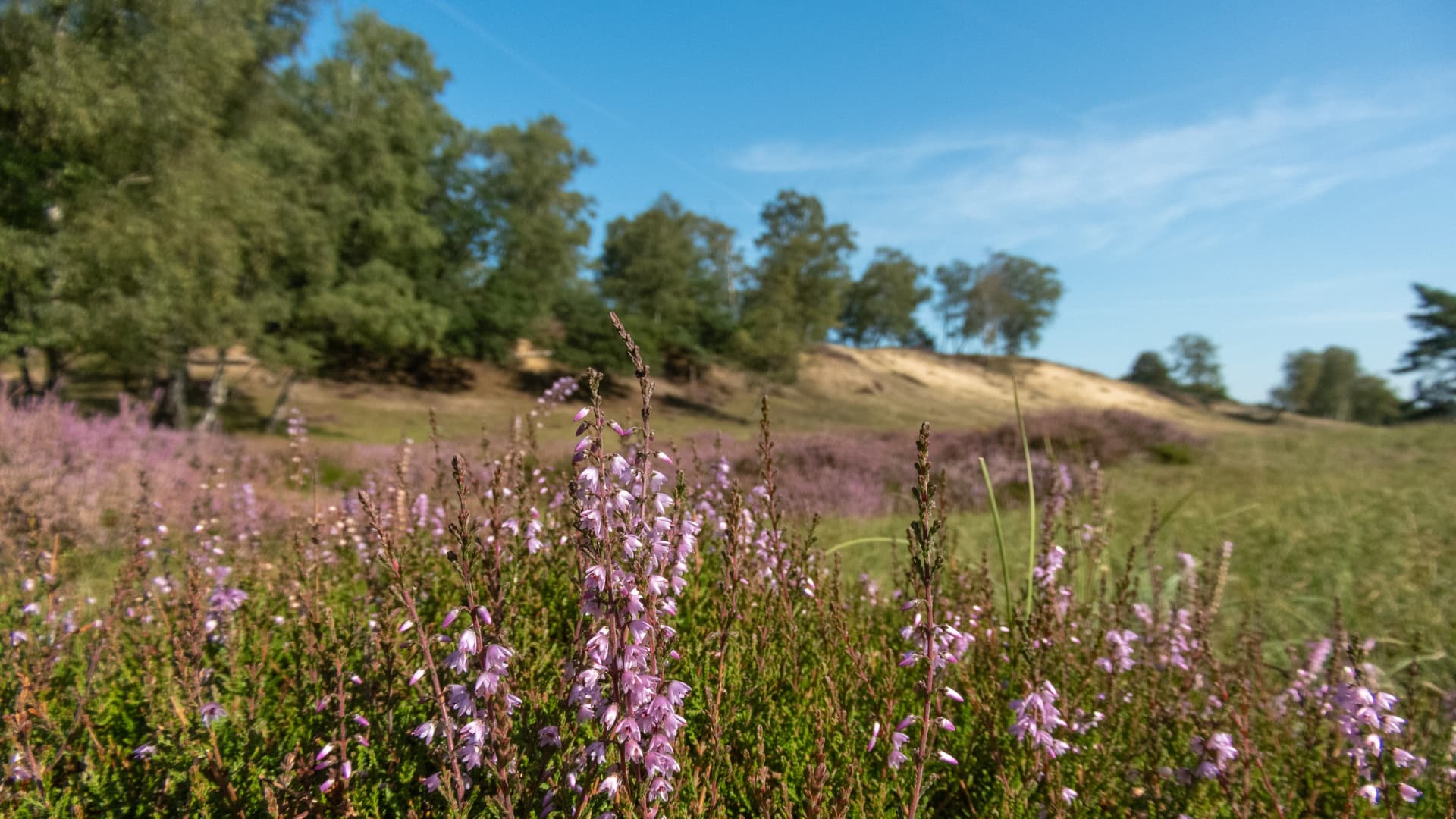 Herstelprogramma Heiden en stuifzanden